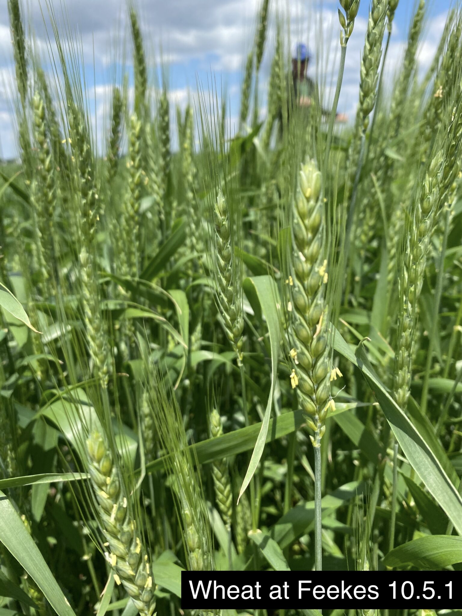 The Money Shot. Fungicide Application at Bloom - AgriMAXX Wheat