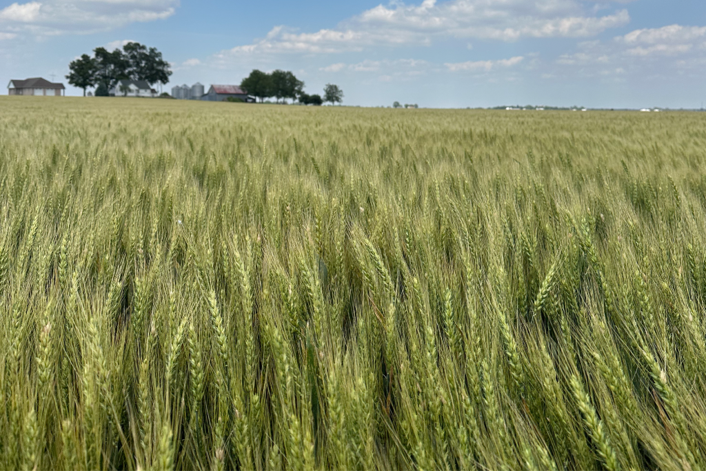 The Cornerstones of 100 Bushel Wheat - AgriMAXX Wheat
